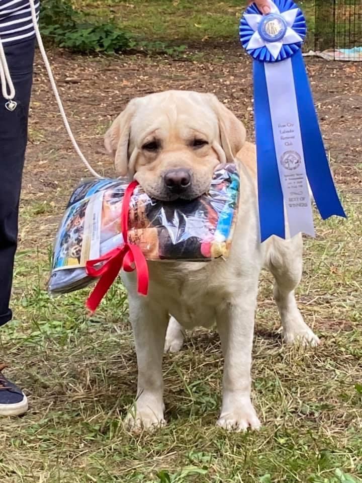 Devonshire Labradors | Gallery