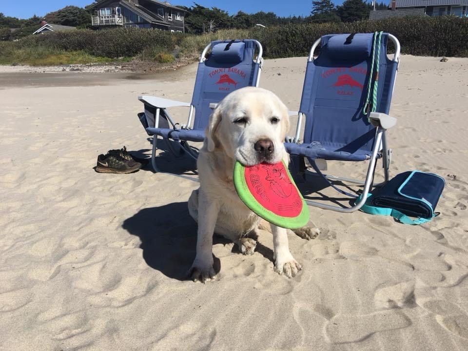 Devonshire Labradors | Gallery