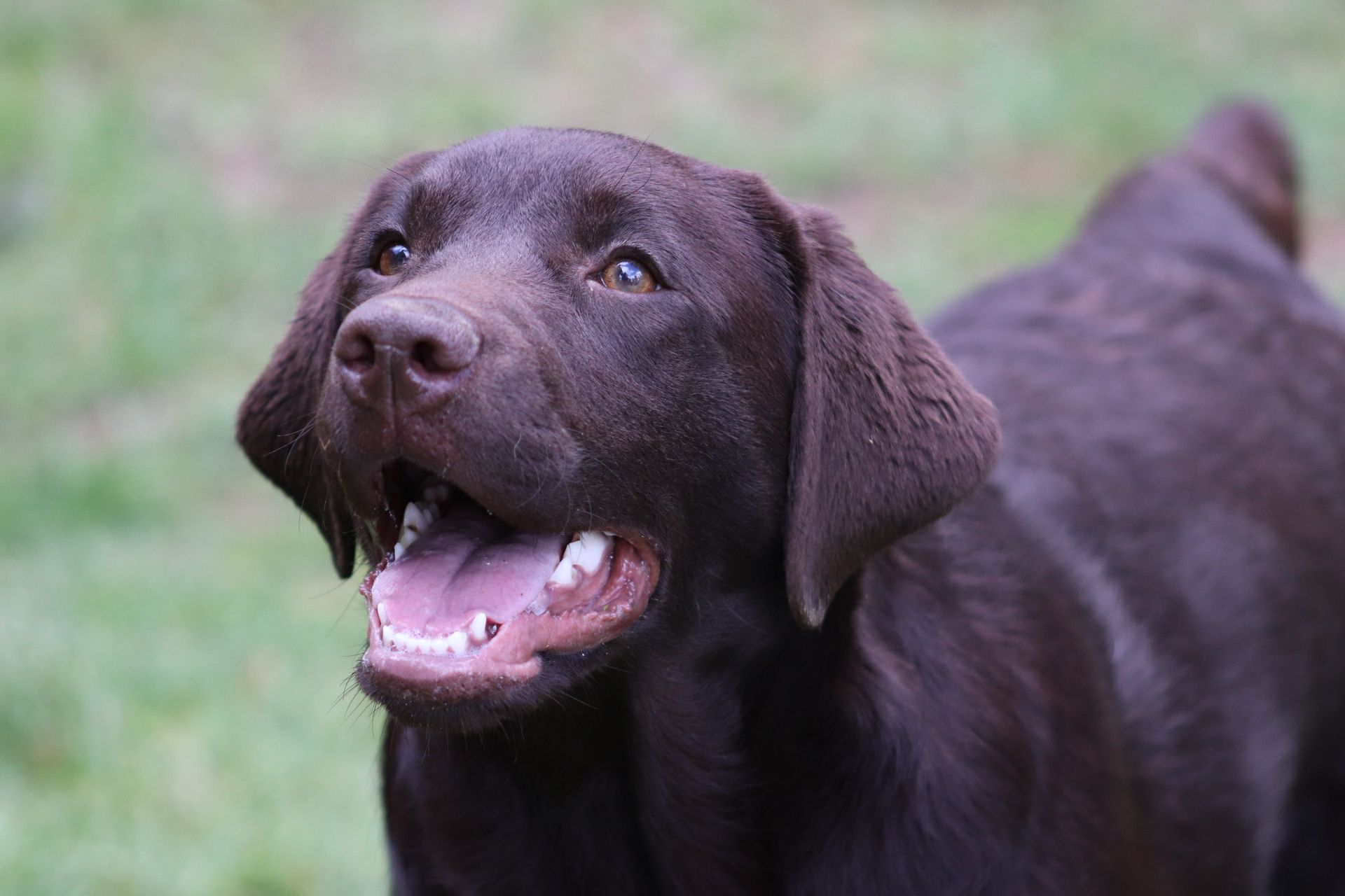 Devonshire Labradors | Gallery