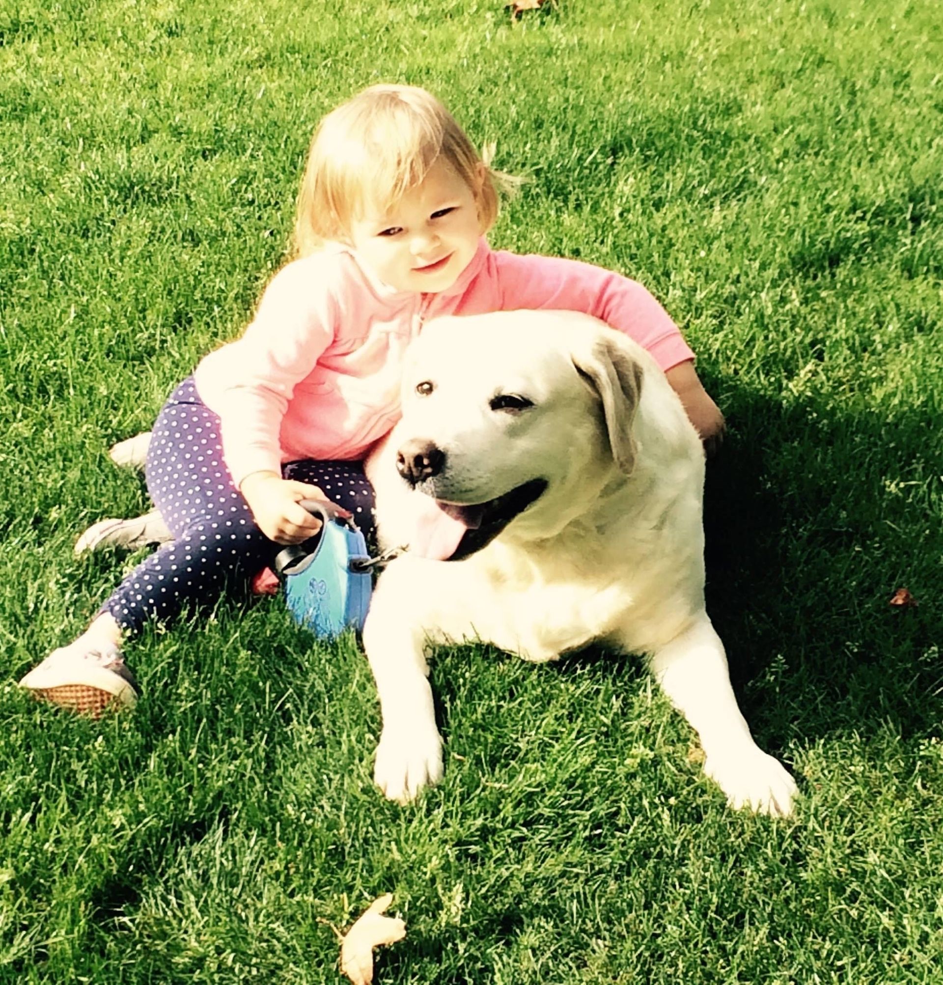 Devonshire Labradors | Gallery