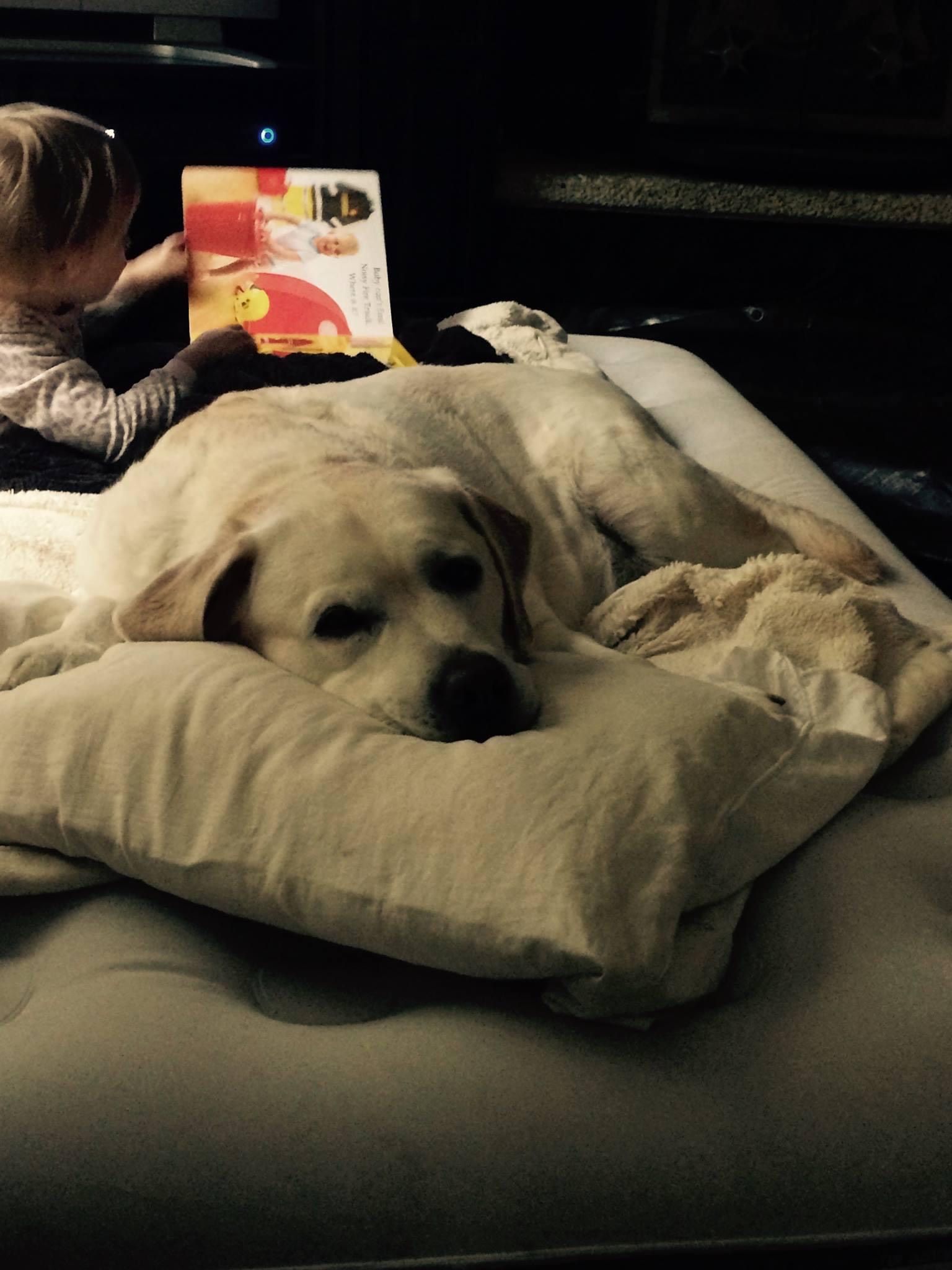 Devonshire Labradors | Gallery