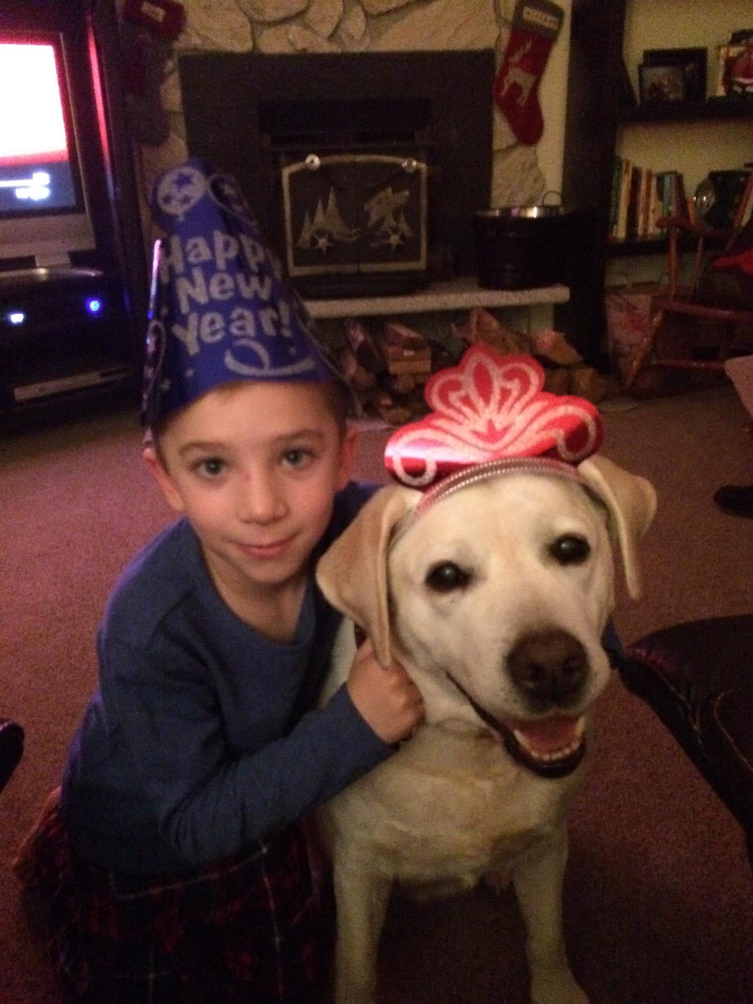Devonshire Labradors | Gallery