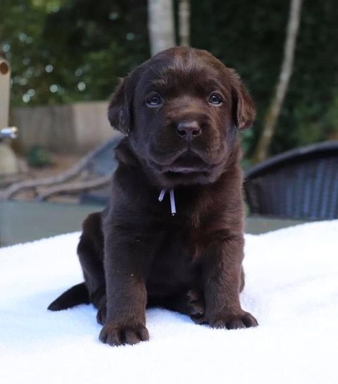 Devonshire Labradors | Gallery