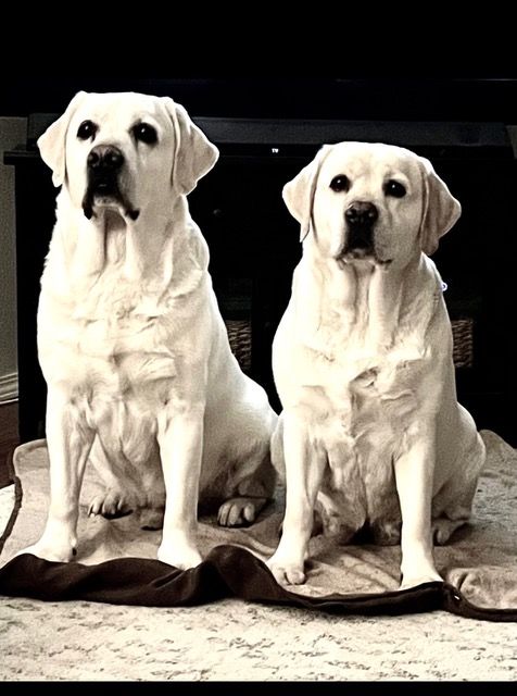 Devonshire Labradors | Gallery