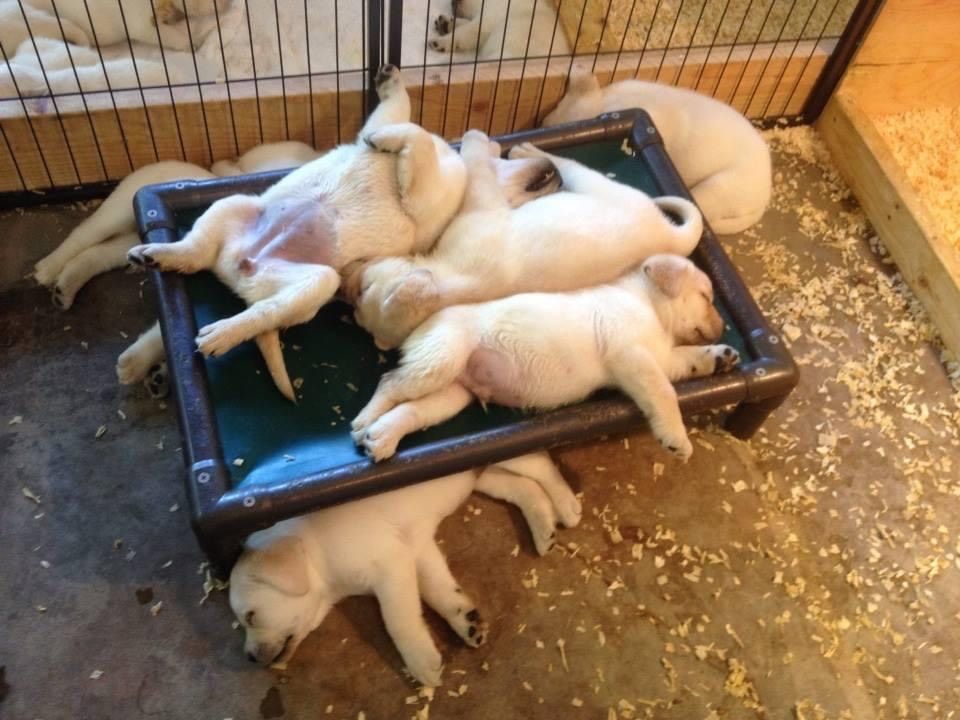 Devonshire Labradors | Gallery