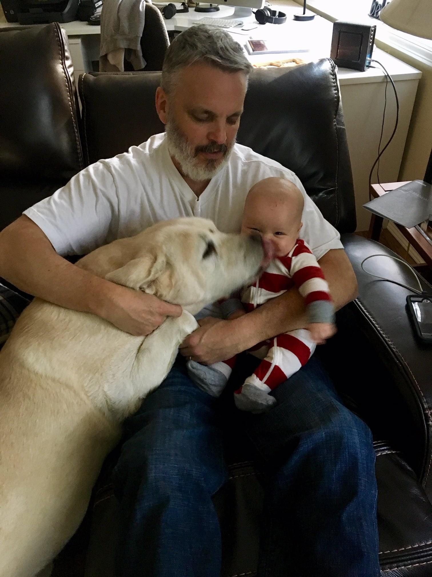 Devonshire Labradors | Gallery