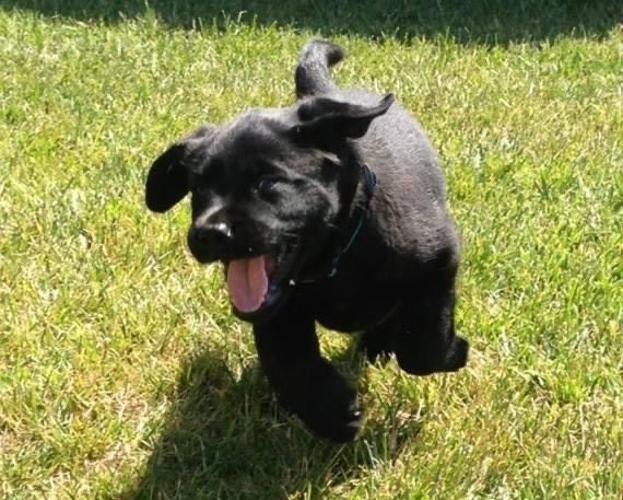 Devonshire Labradors | Gallery