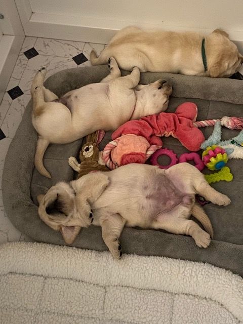 Devonshire Labradors | Gallery