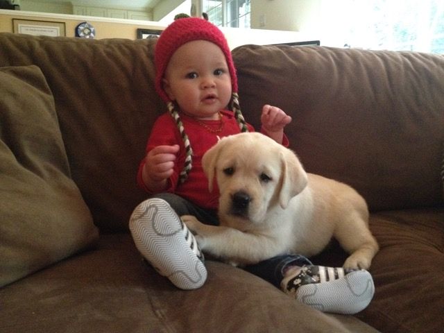 Devonshire Labradors | Gallery