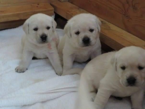 Devonshire Labradors | Gallery