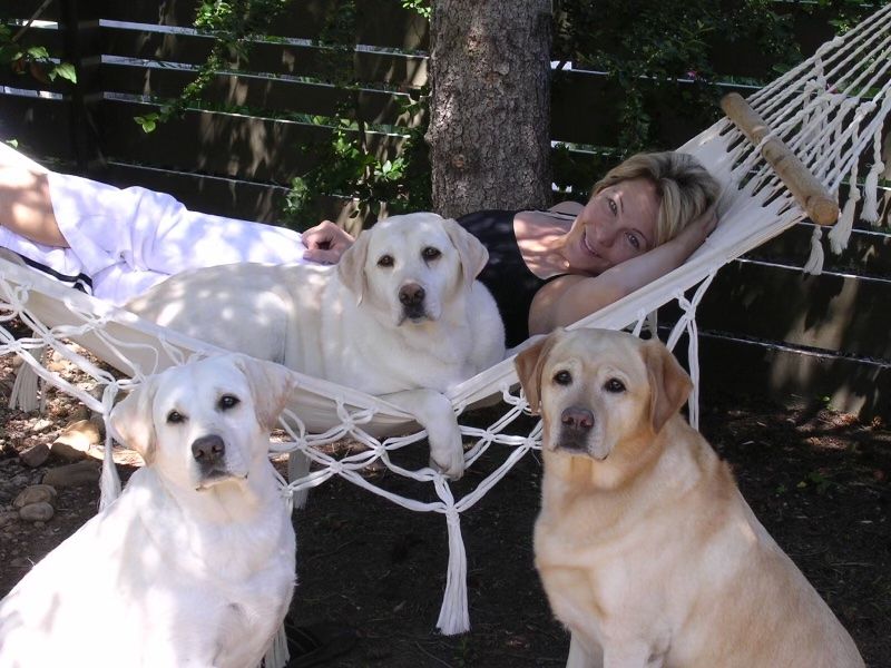 Devonshire Labradors | Gallery