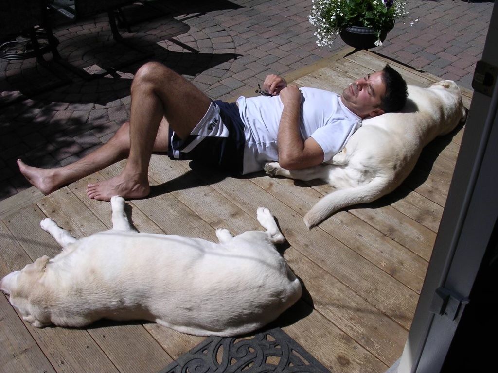 Devonshire Labradors | Gallery
