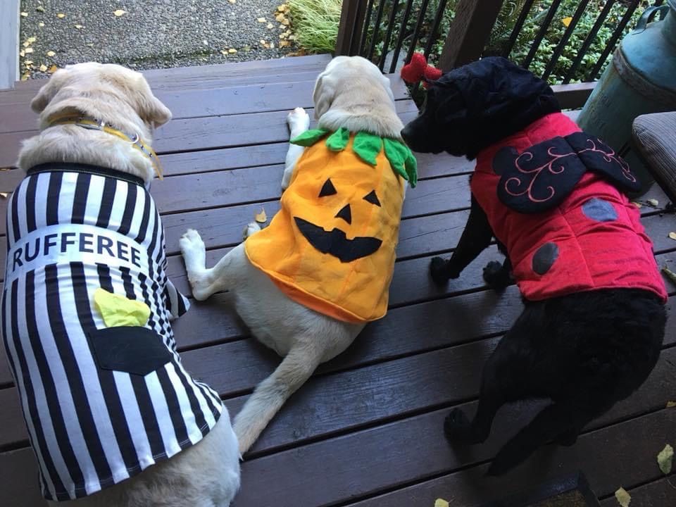 Devonshire Labradors | Gallery