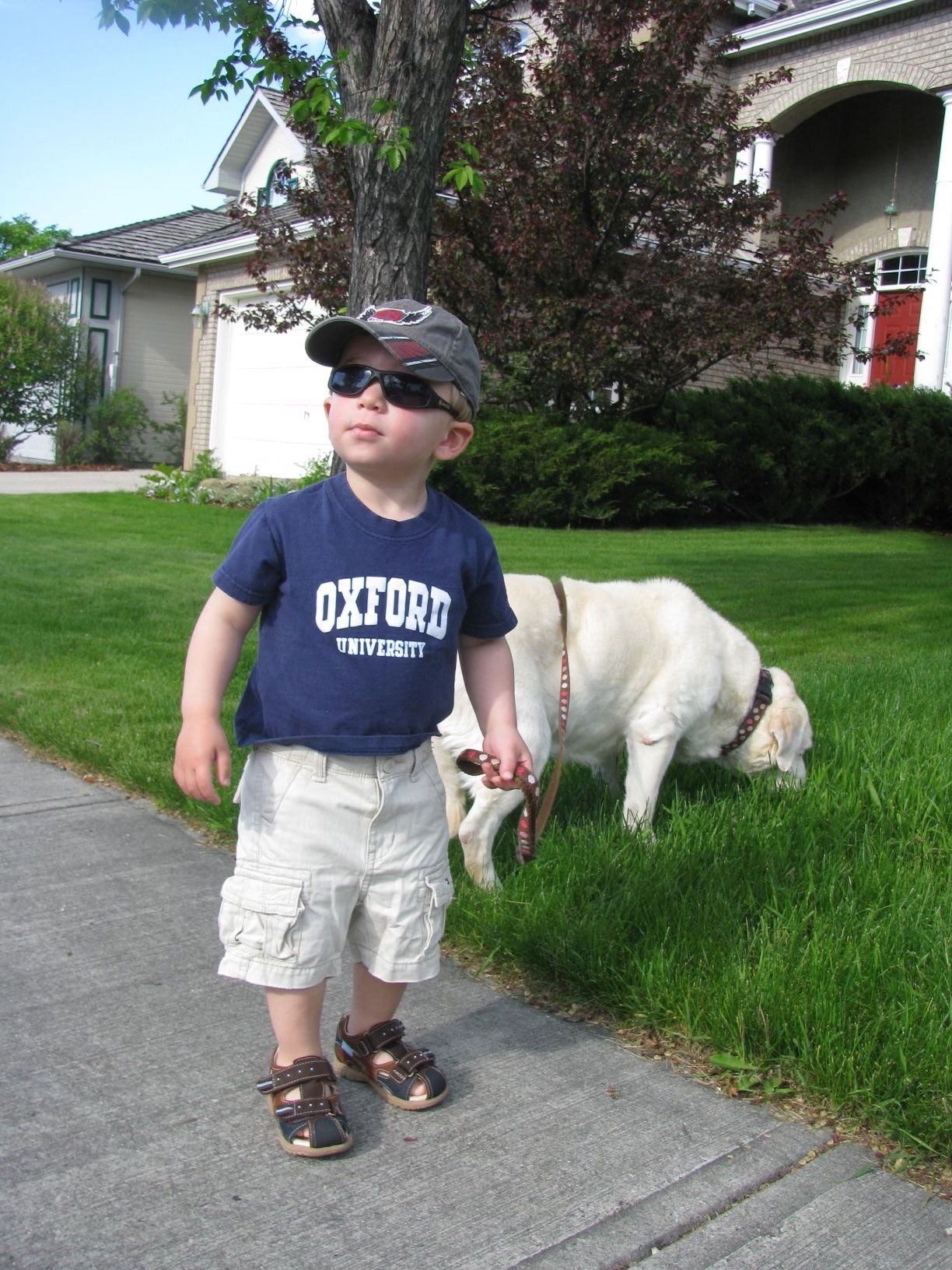 Devonshire Labradors | Gallery