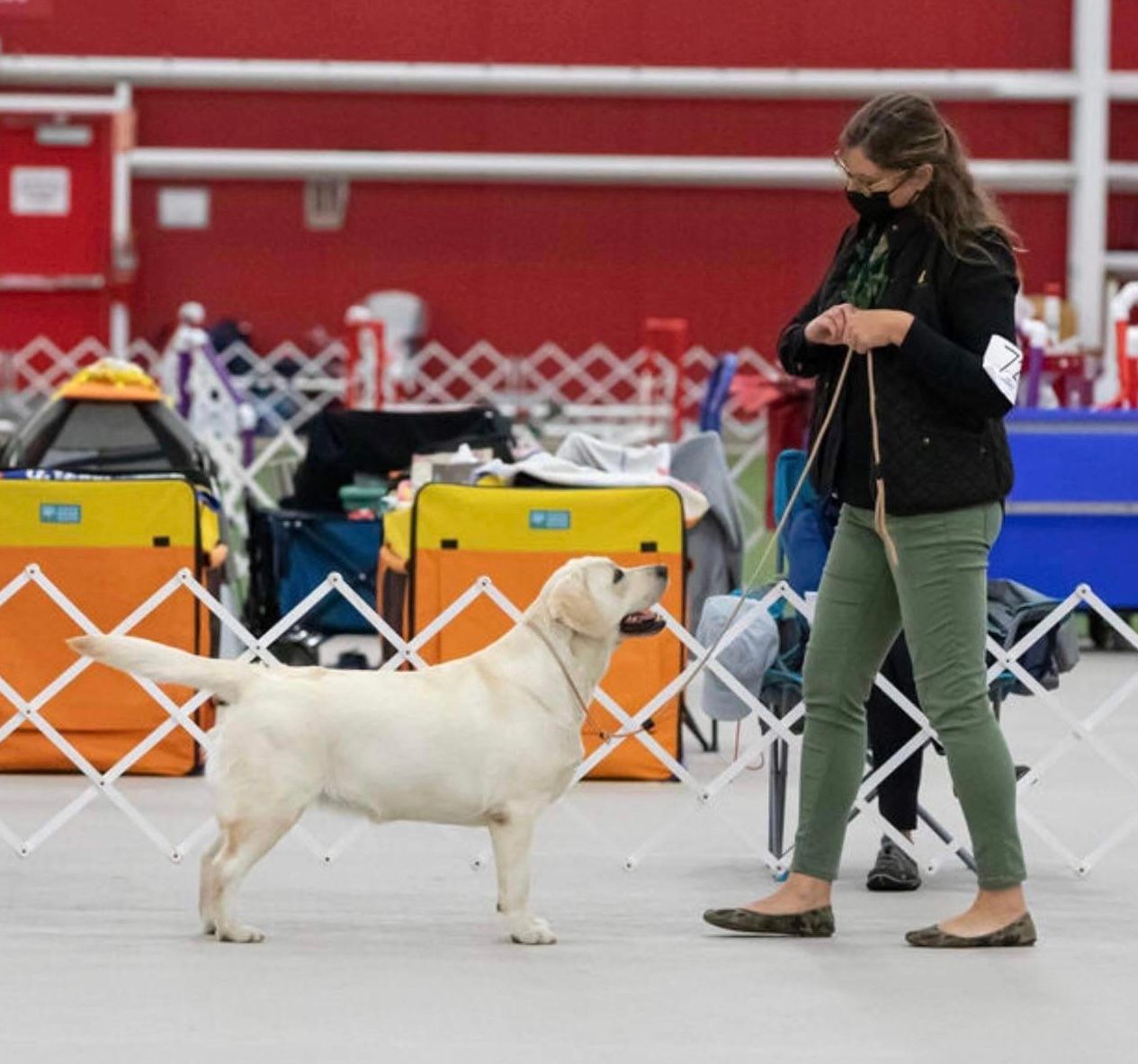 Devonshire Labradors | Huck's Offspring