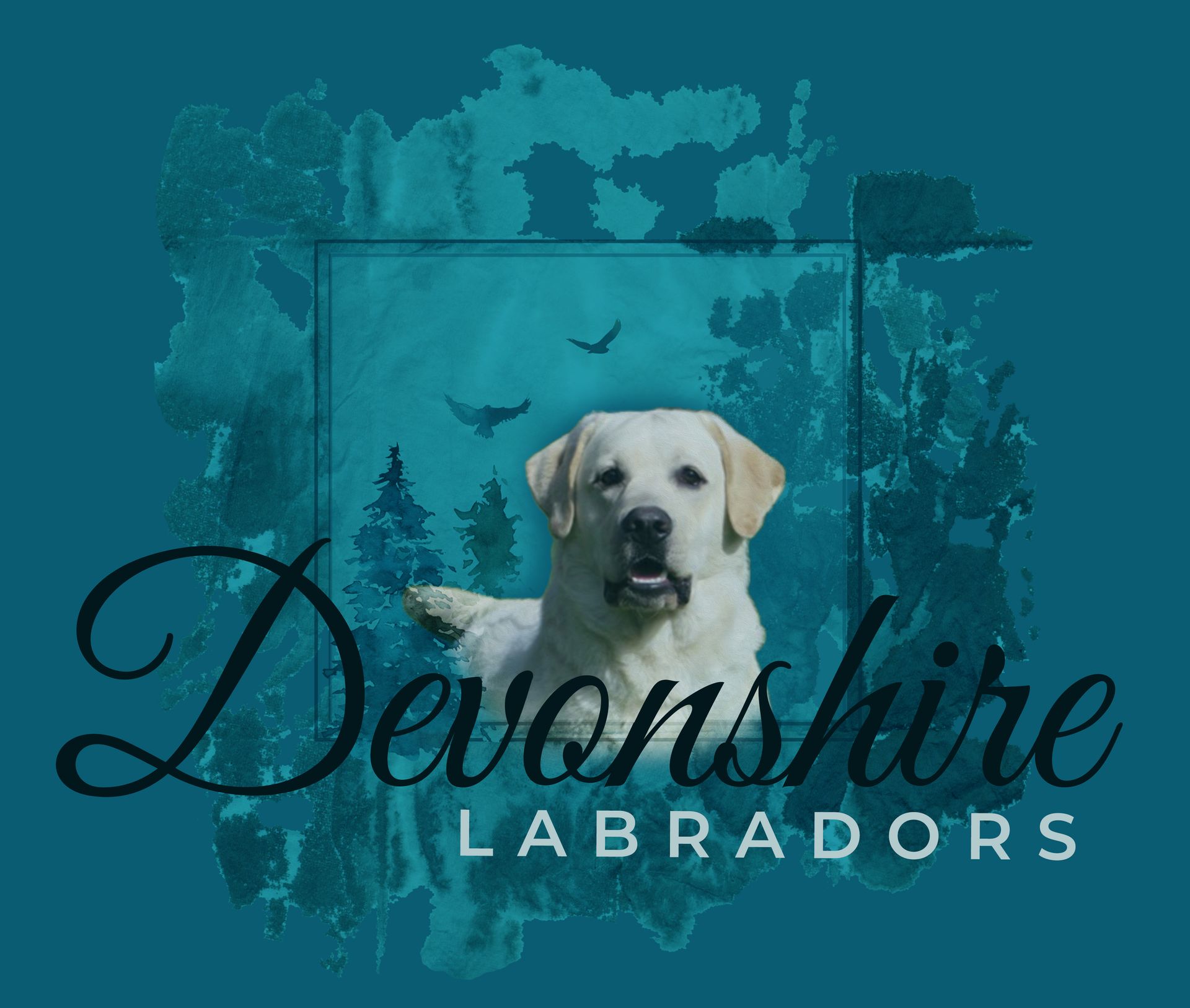 Devonshire Labradors