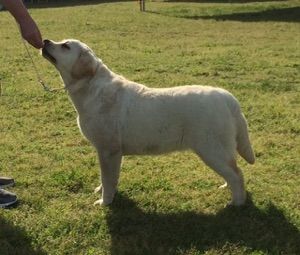 Devonshire Labradors | Huck's Offspring