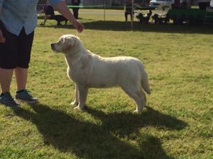 Devonshire Labradors | Huck's Offspring