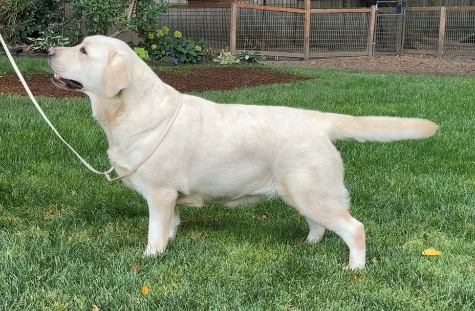 Devonshire Labradors | Penny