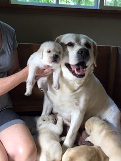 Devonshire Labradors | Nursery