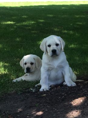 Devonshire Labradors | Nursery