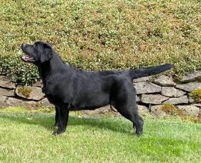 Devonshire Labradors | Our Dogs