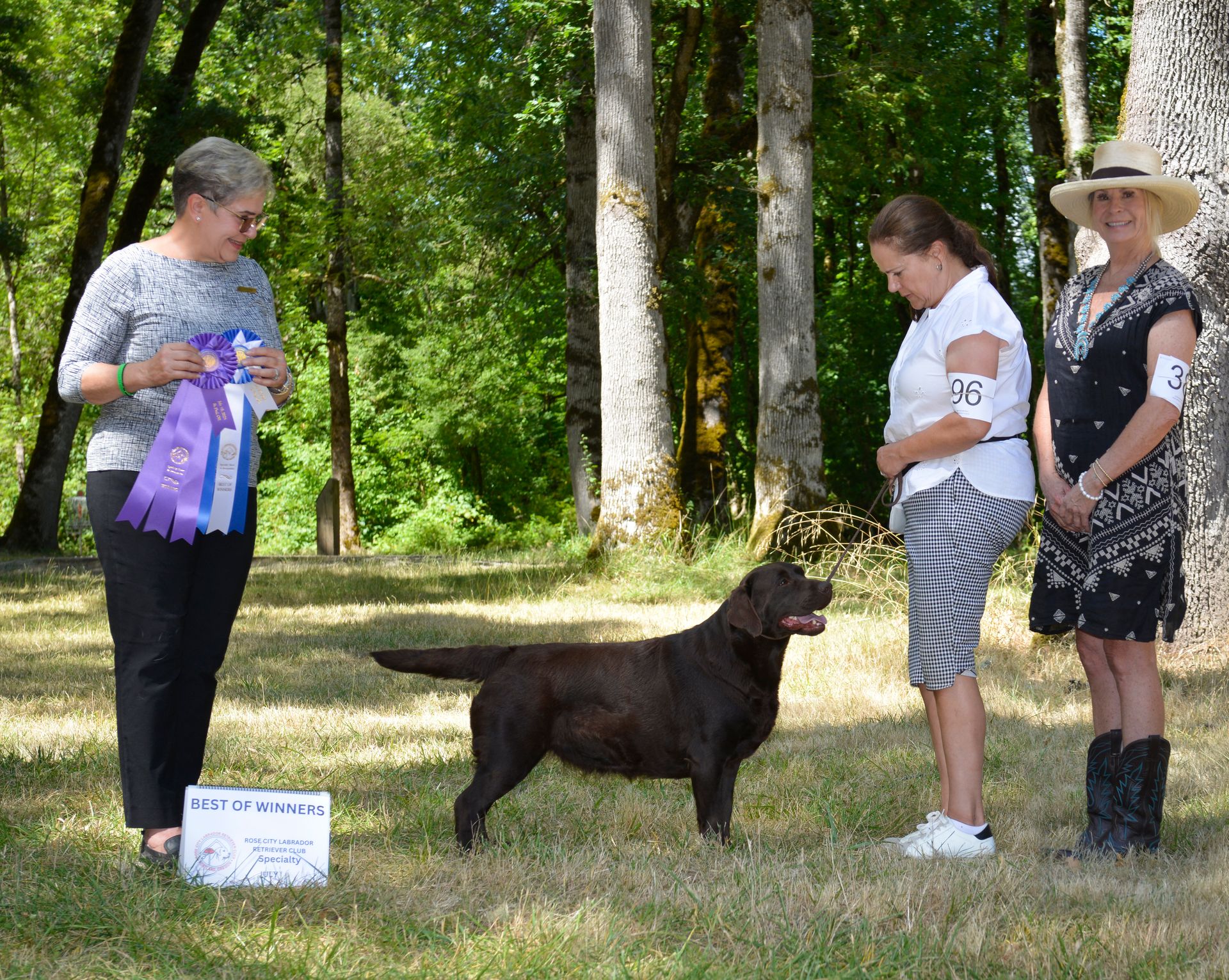 Devonshire Labradors | Ariel