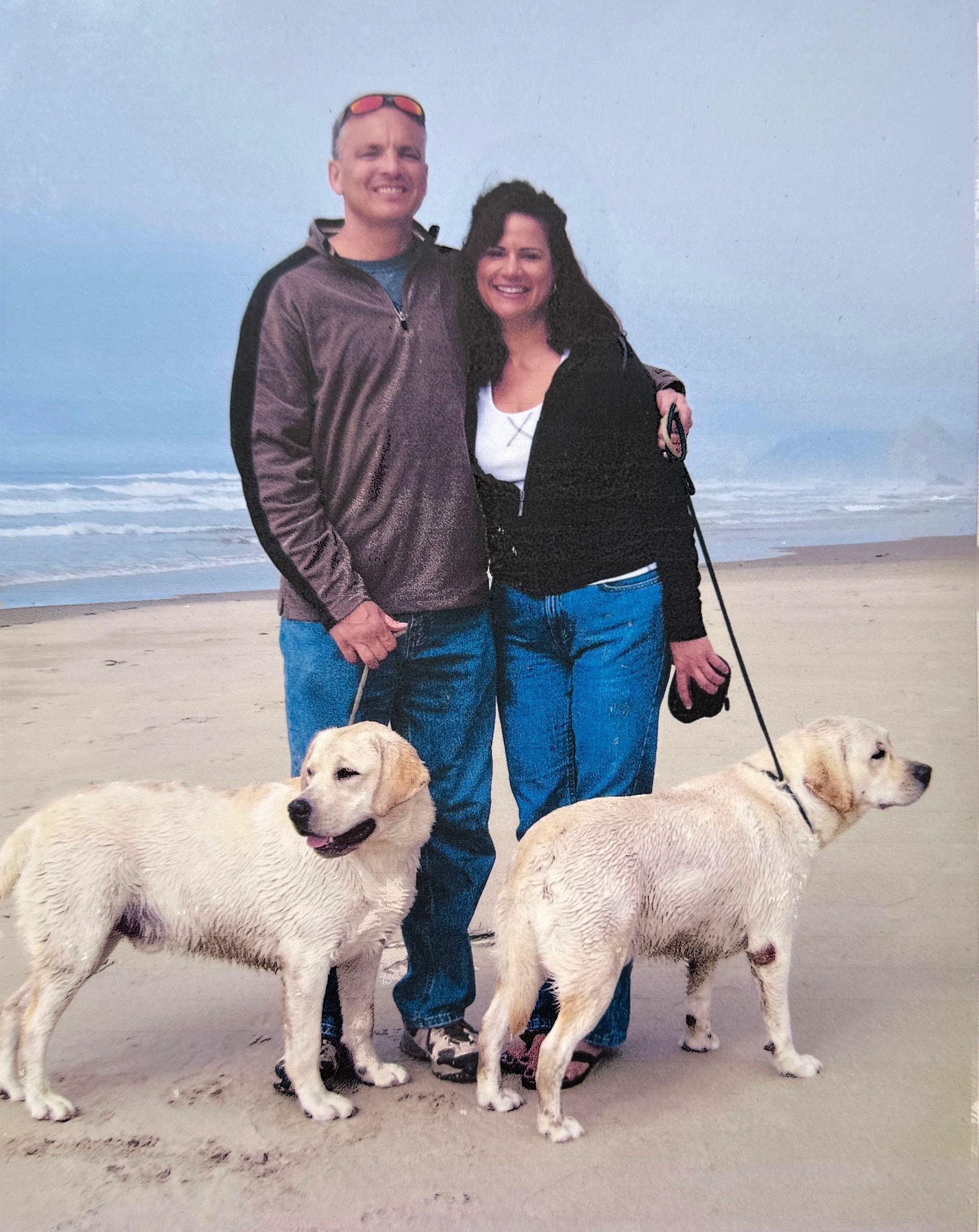 Devonshire Labradors | Gallery