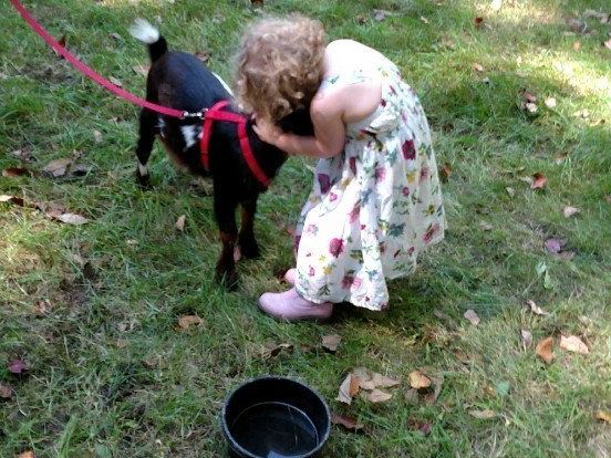 Pony Rides | Derry, NH