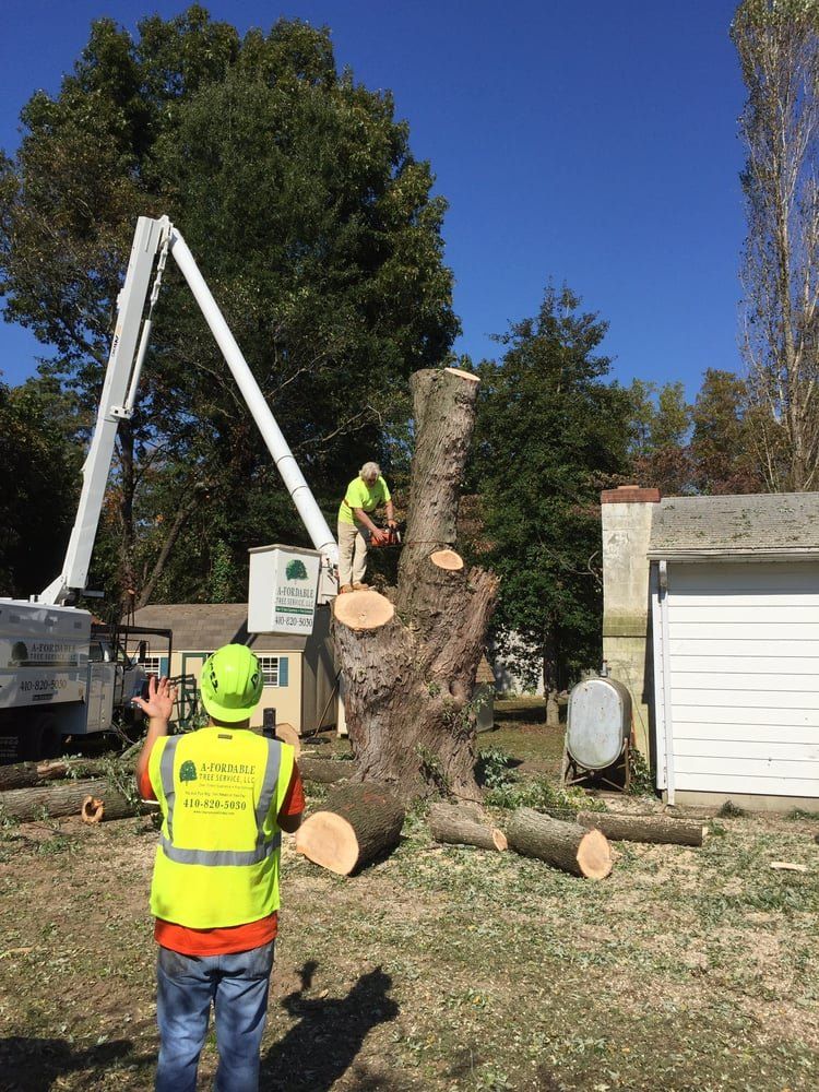 Affordable Tree Services | Tree Removal, Trimming & More