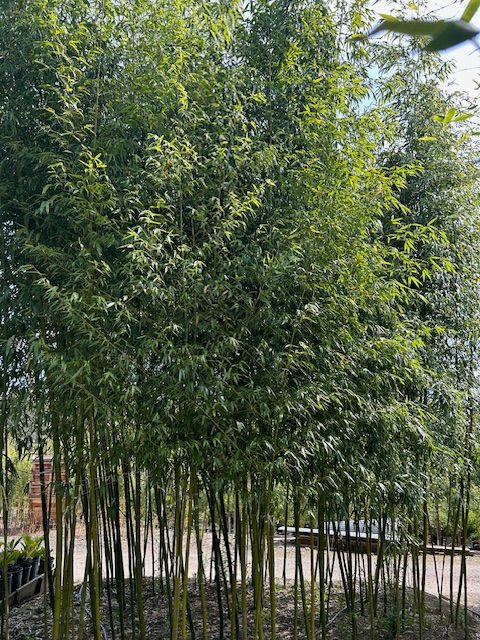 Tree Nursery | Cotati, CA | (707) 794-8292