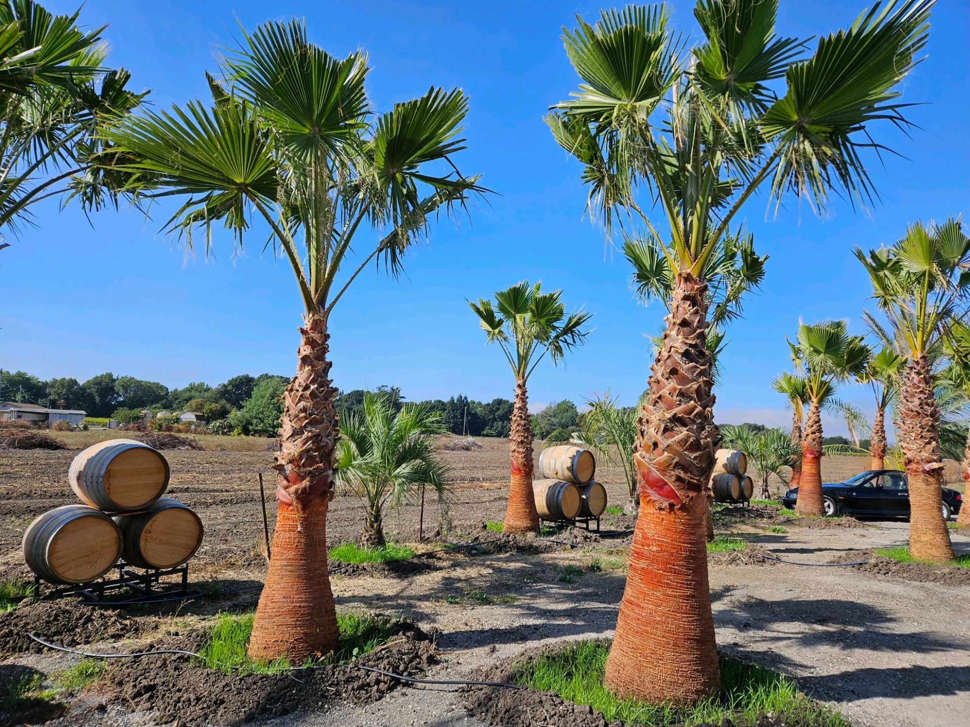 Palm Trees & Work | Palm Tree Landscaping Solutions