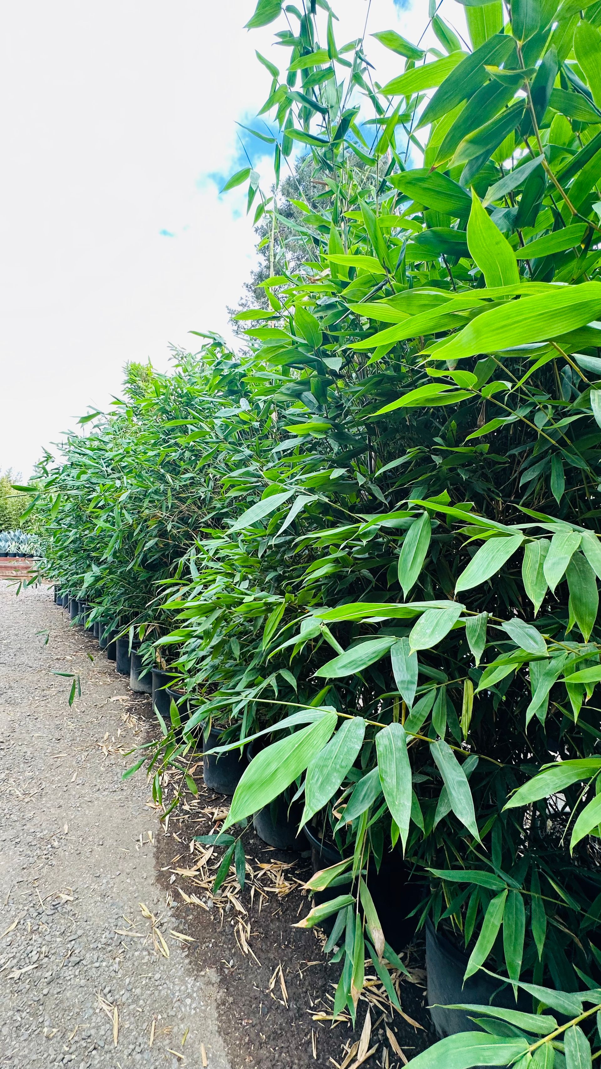 Bamboo Plants & Work | Bamboo Landscaping Solutions