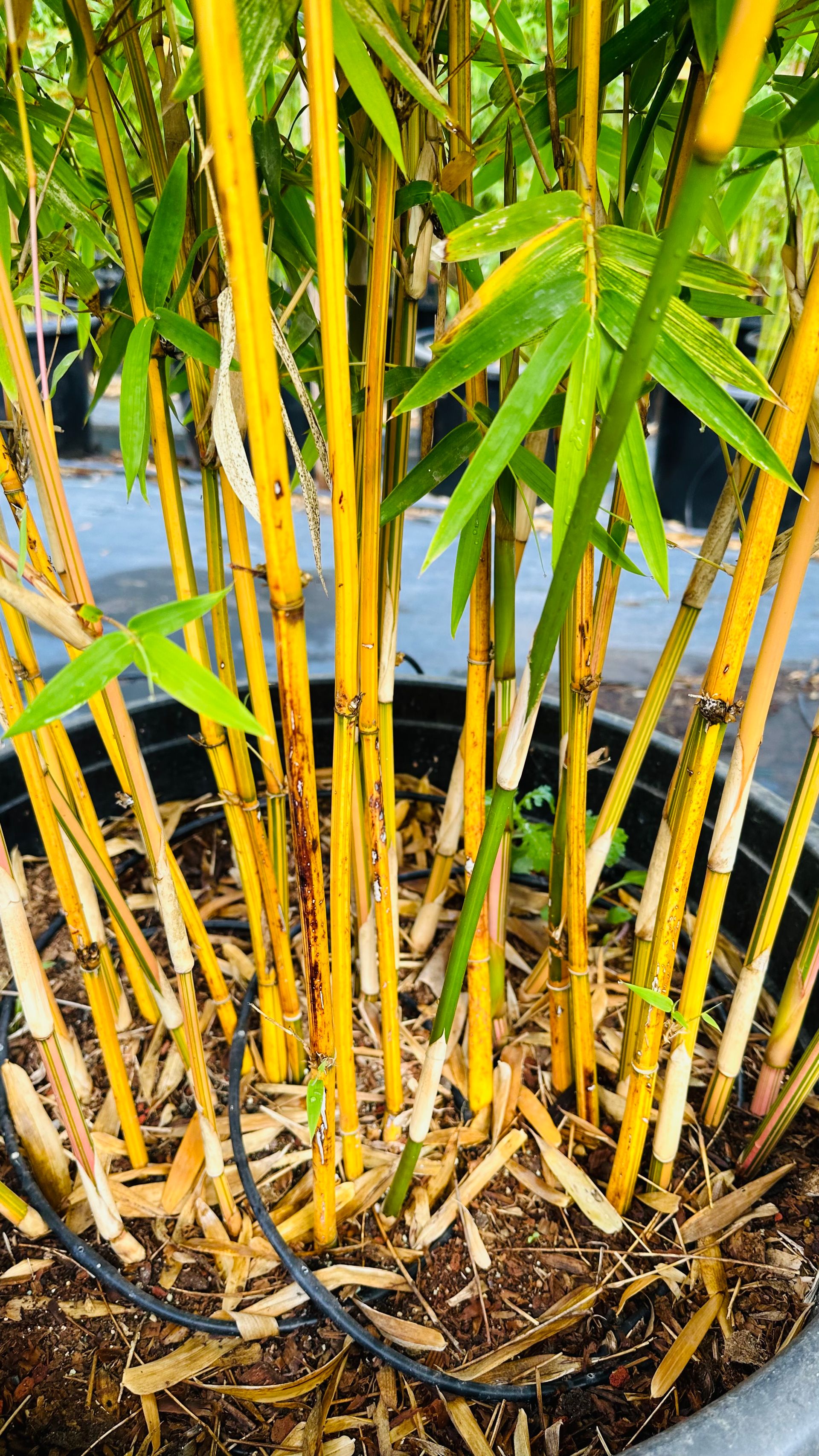 Bamboo Plants & Work | Bamboo Landscaping Solutions