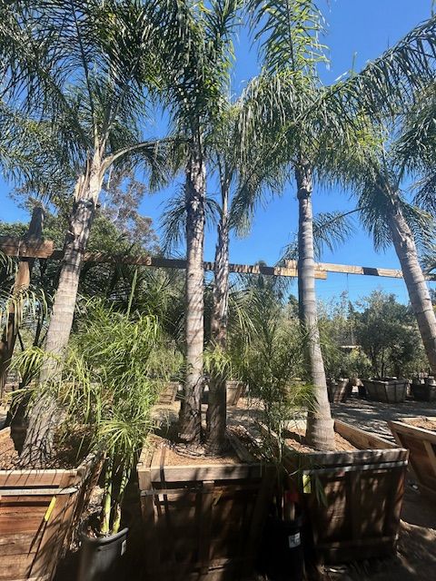 Palm Trees & Work | Palm Tree Landscaping Solutions