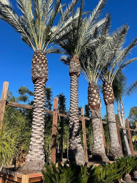 Palm Trees & Work | Palm Tree Landscaping Solutions