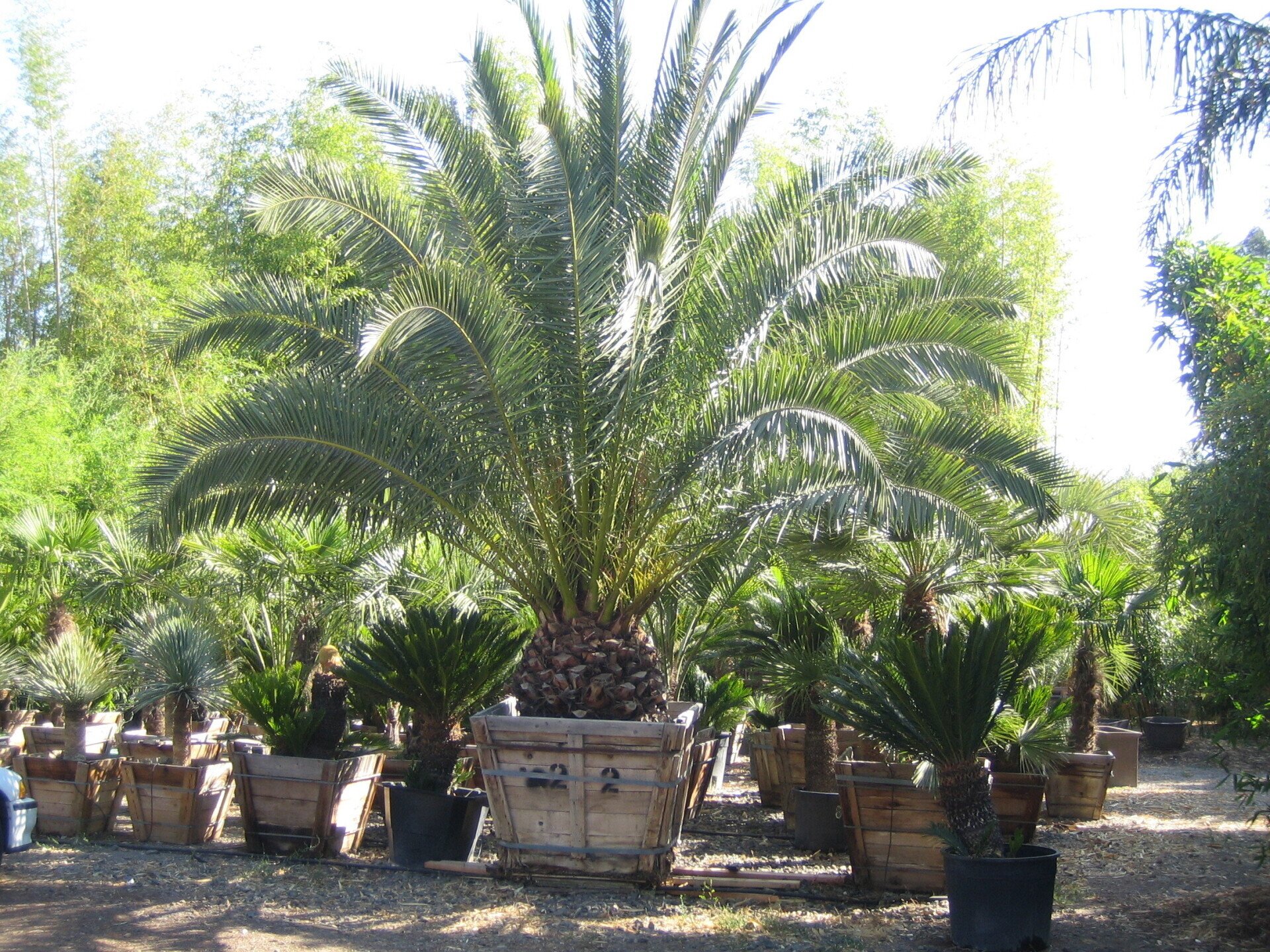Palm Trees & Work | Palm Tree Landscaping Solutions