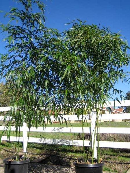 Bamboo Plants | Cotati, CA | (707) 794-8292