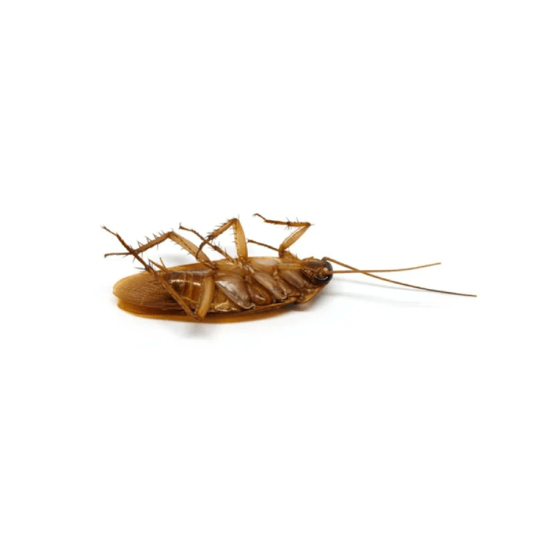 Termite Specialists | Pixel Pest Control