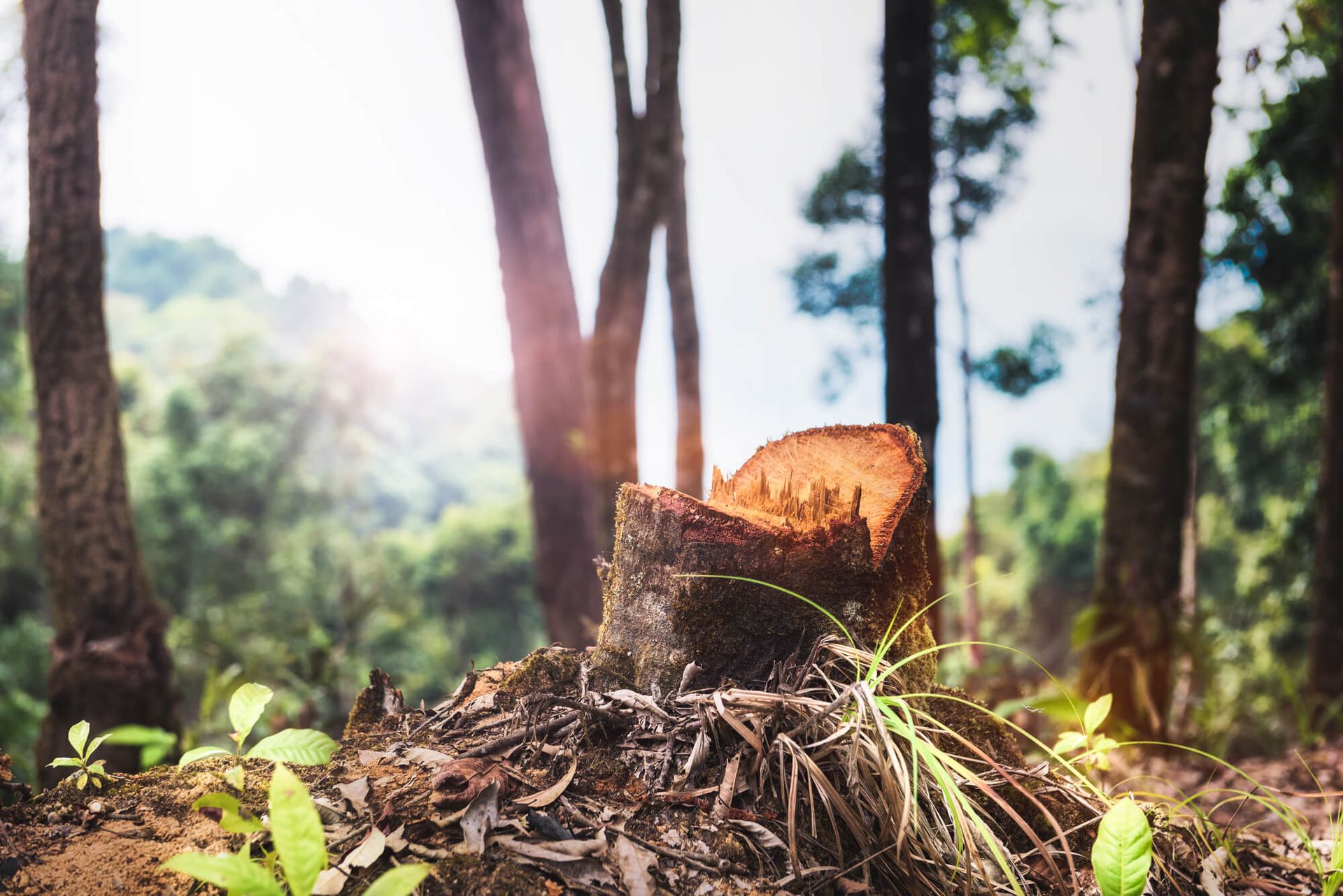 Precision Landscape LLC