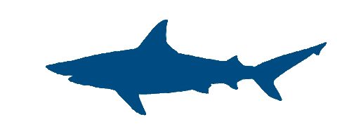 Shark Research - Atlantic Shark Institute