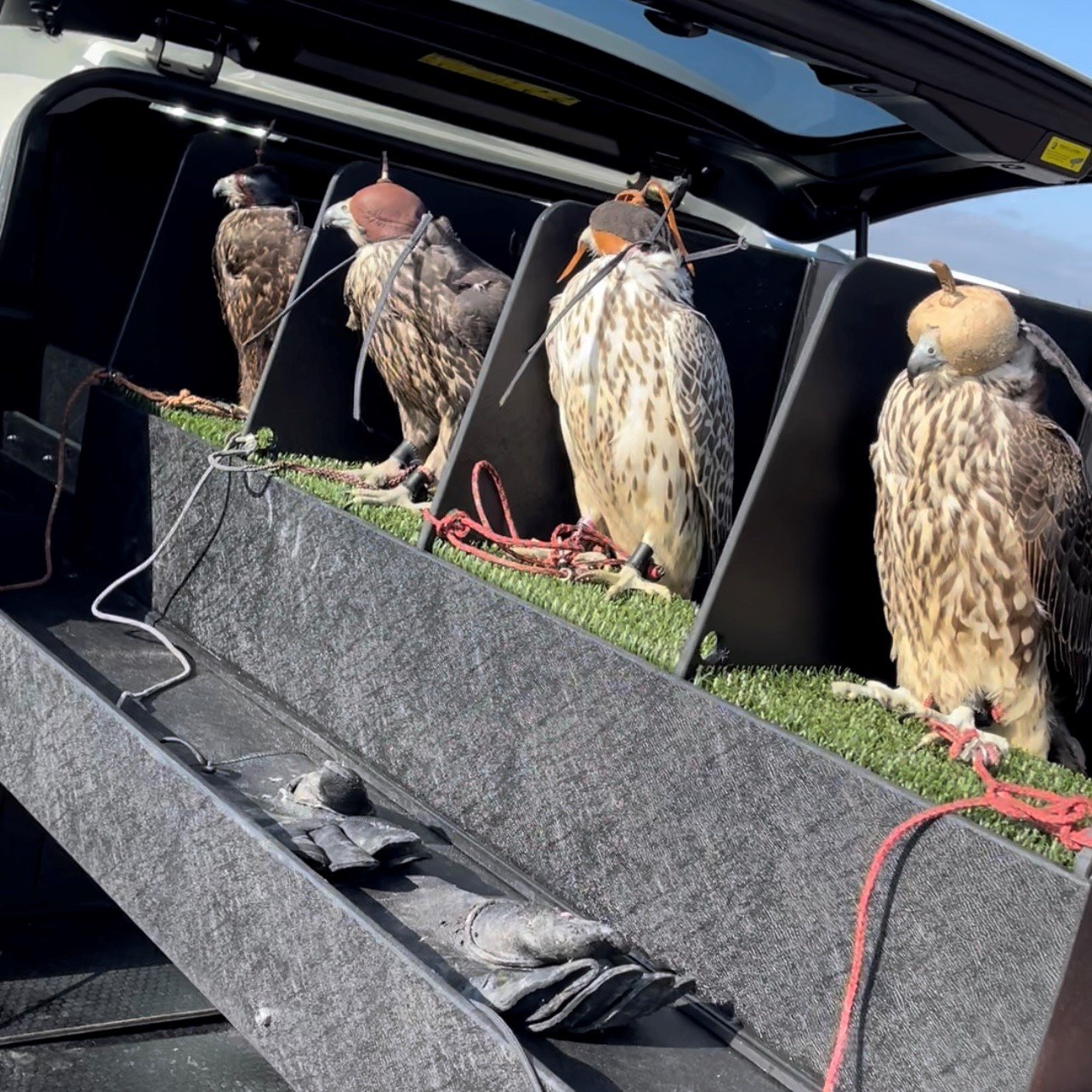 Falconry Equipment |Falconry Travel Box|Animal Transit Boxes