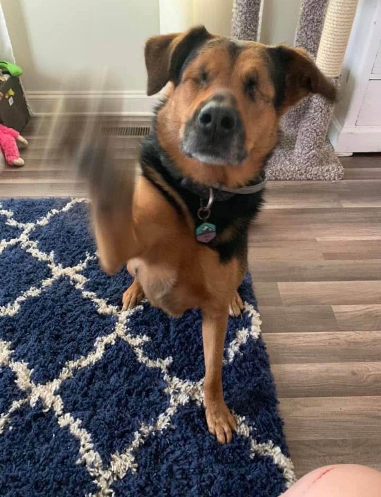 Pet Tracking And Retrieval Services | Stephens City, VA