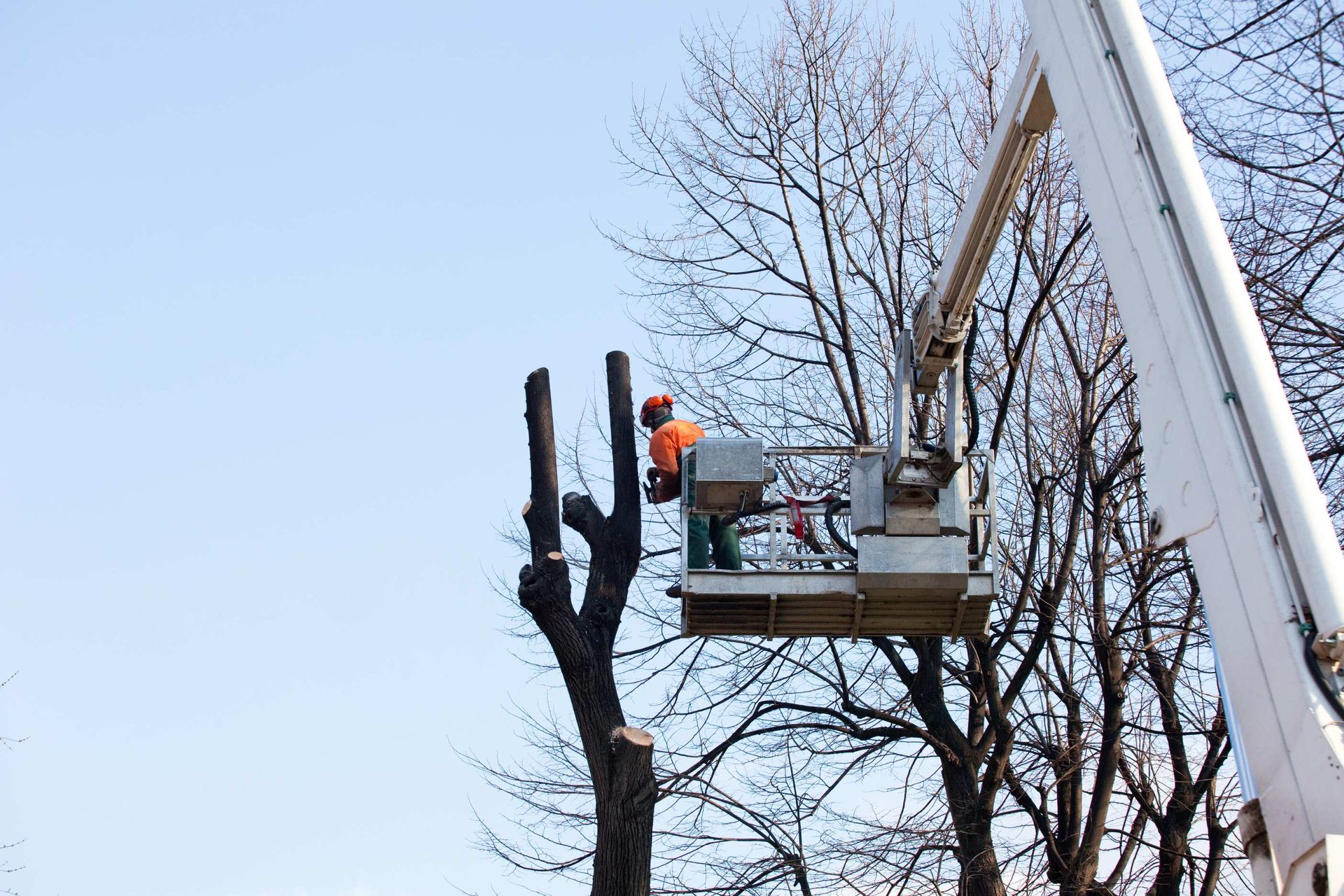 Prune Responsibly: Tree Pruning Safety Precautions and Tips