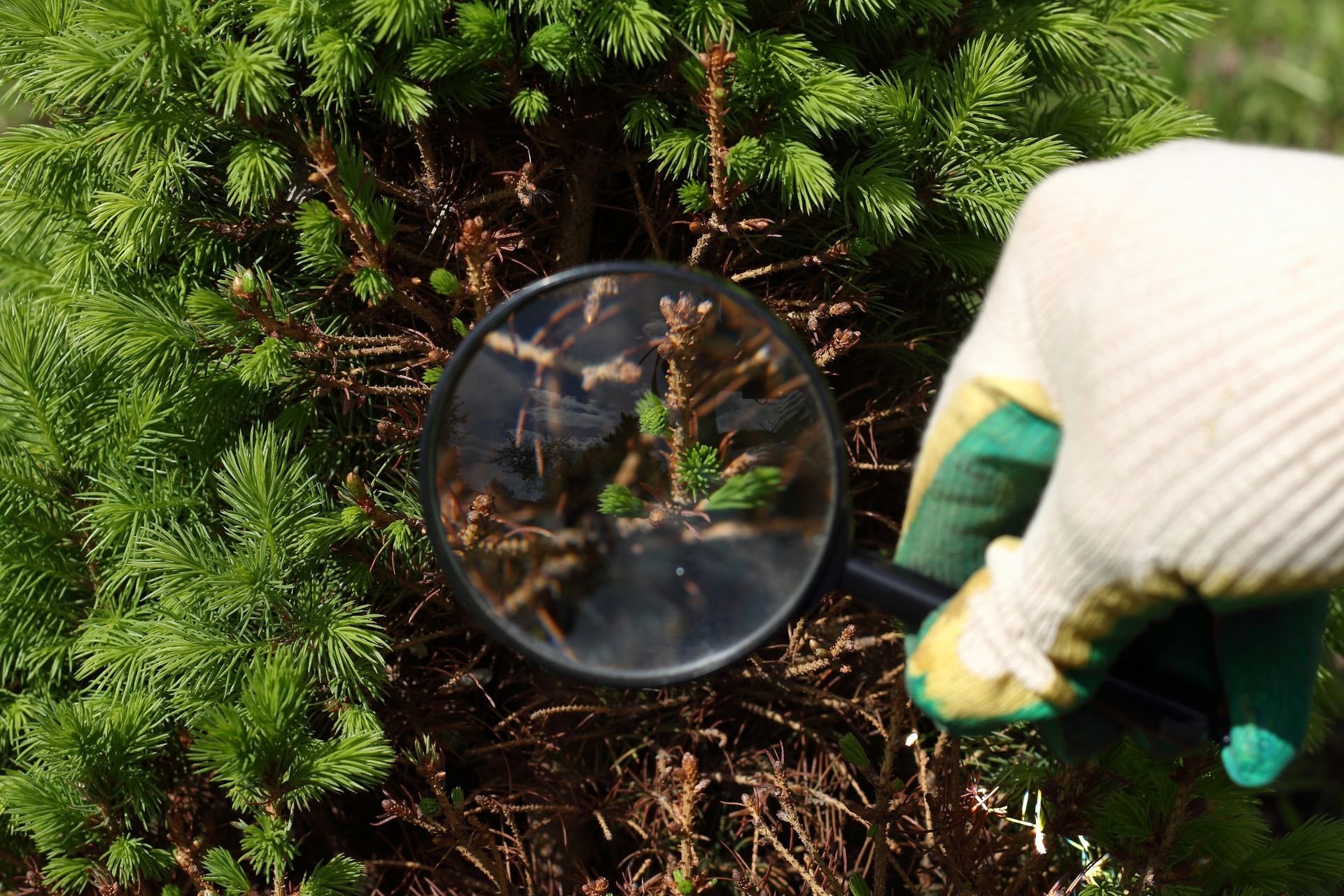 The Importance of Arborist Tree Risk Assessment Services