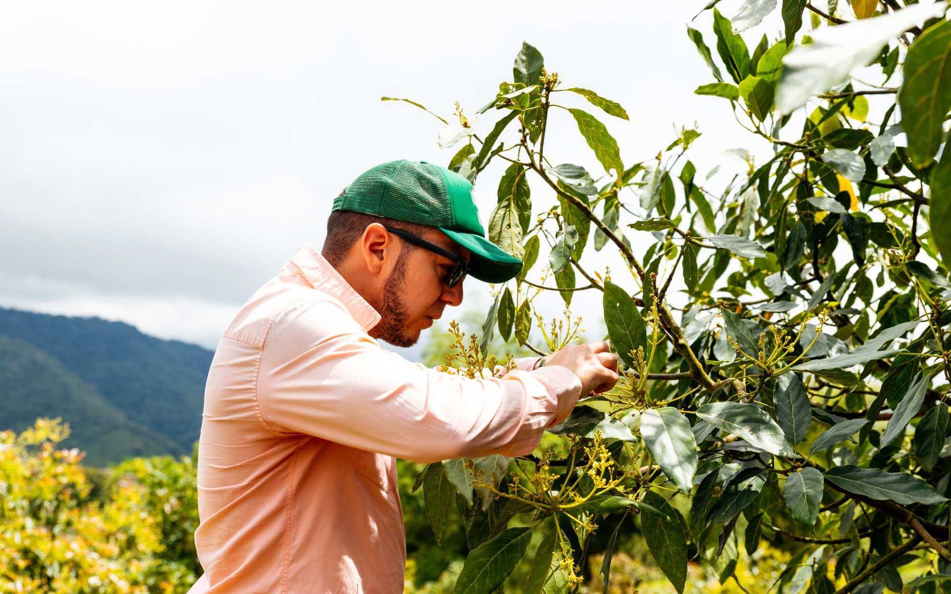 Early Detection of Tree Diseases: Assessment Methods