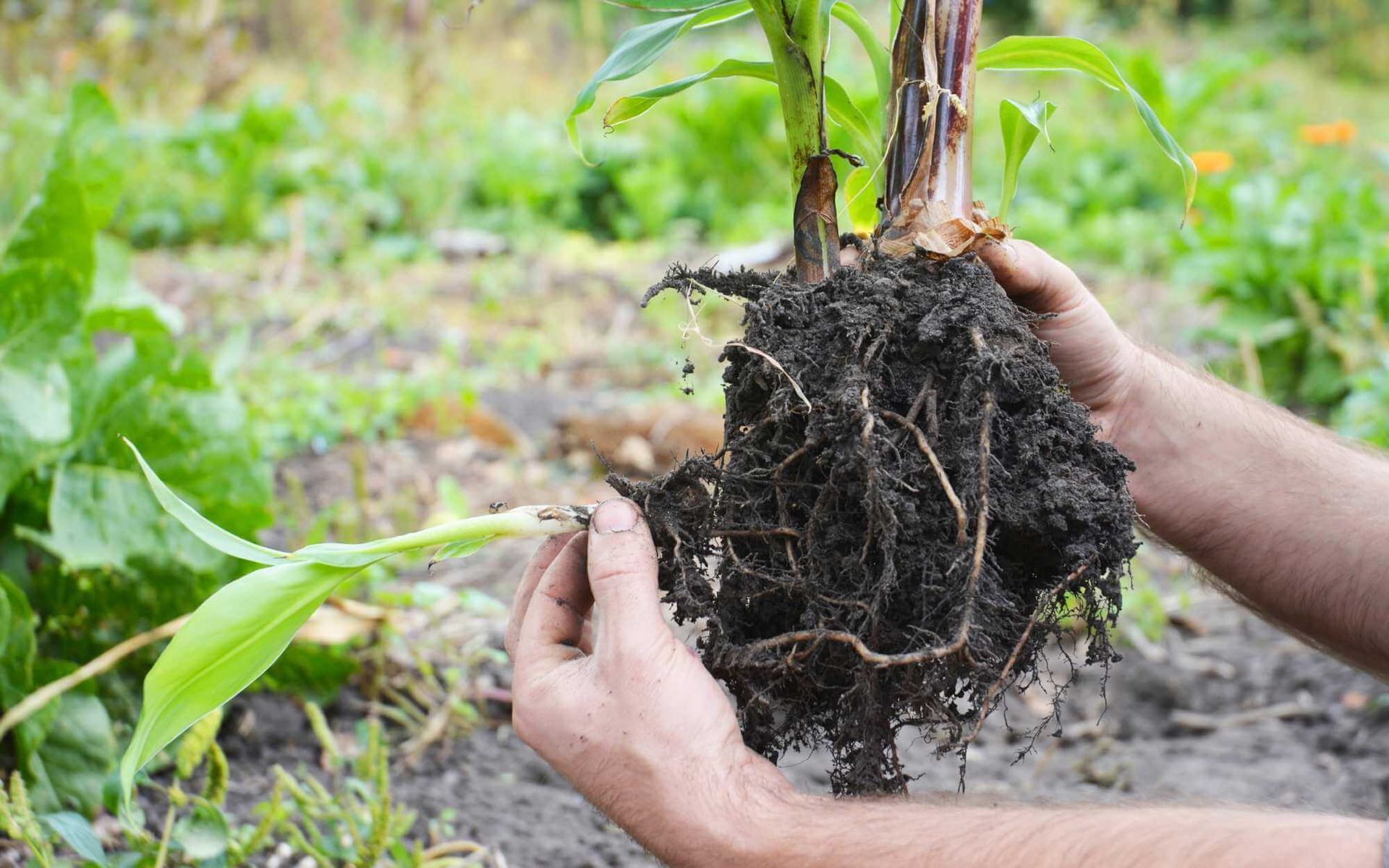 DIY Tree and Shrub Transplanting Tips and Precautions