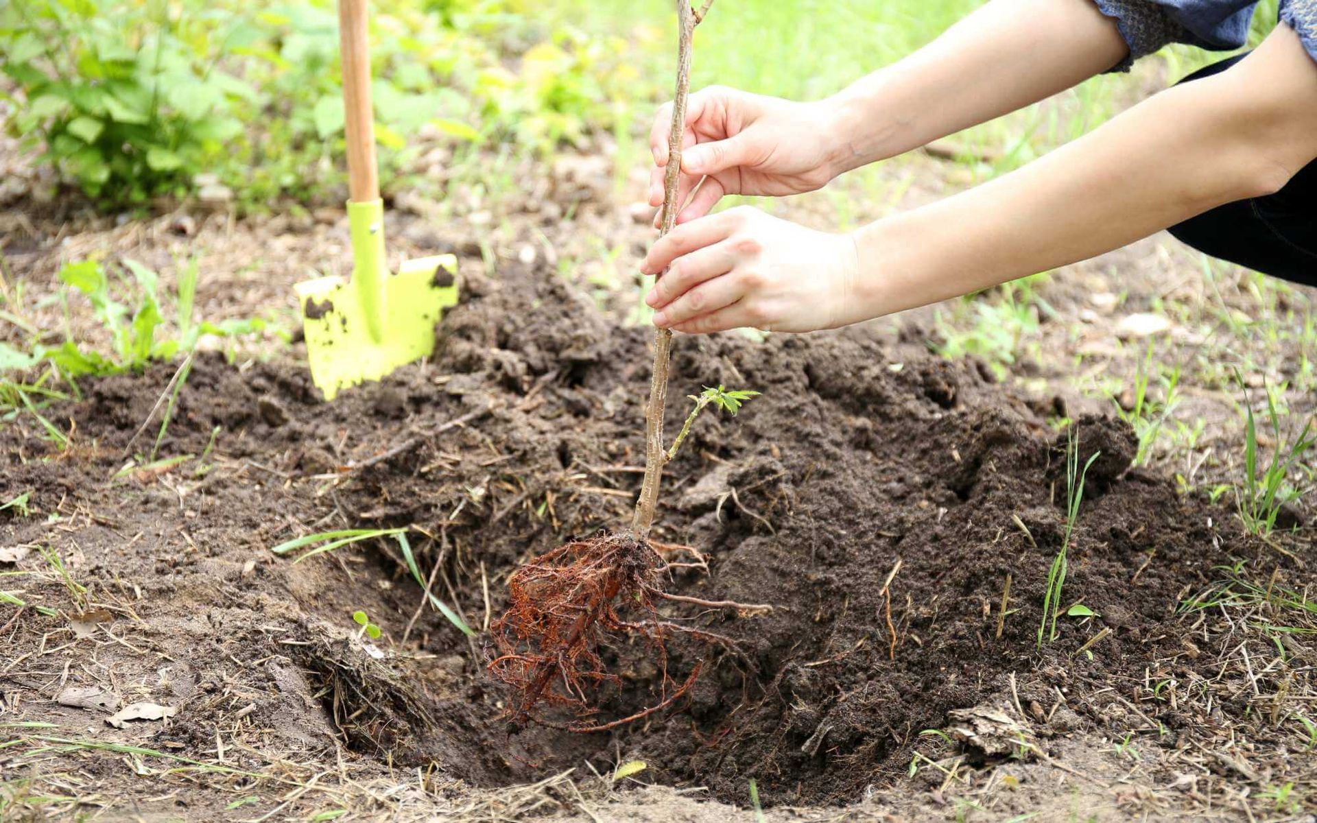Tree Planting Instructions for Beginners to Follow