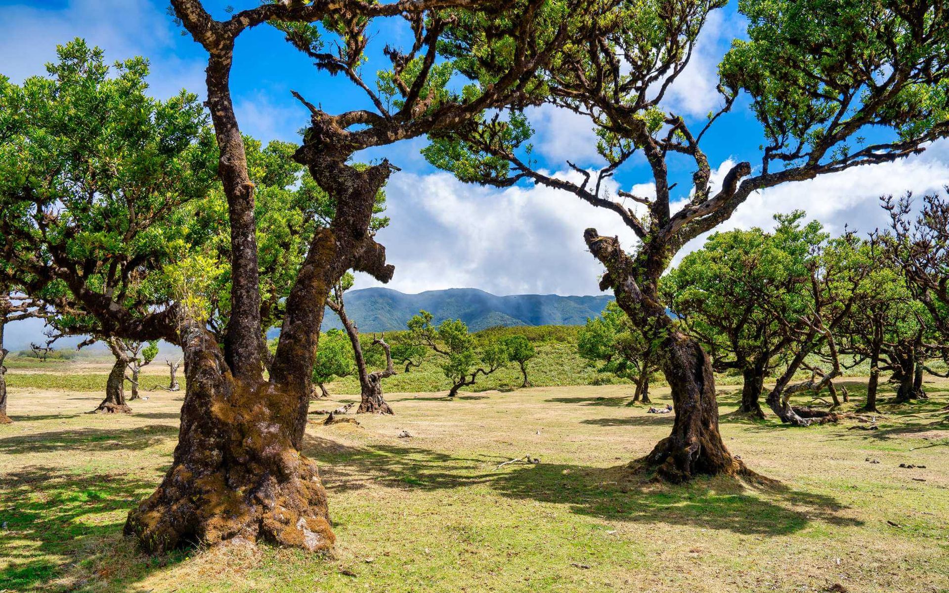 The 5 Most Common Tree Diseases in Florida