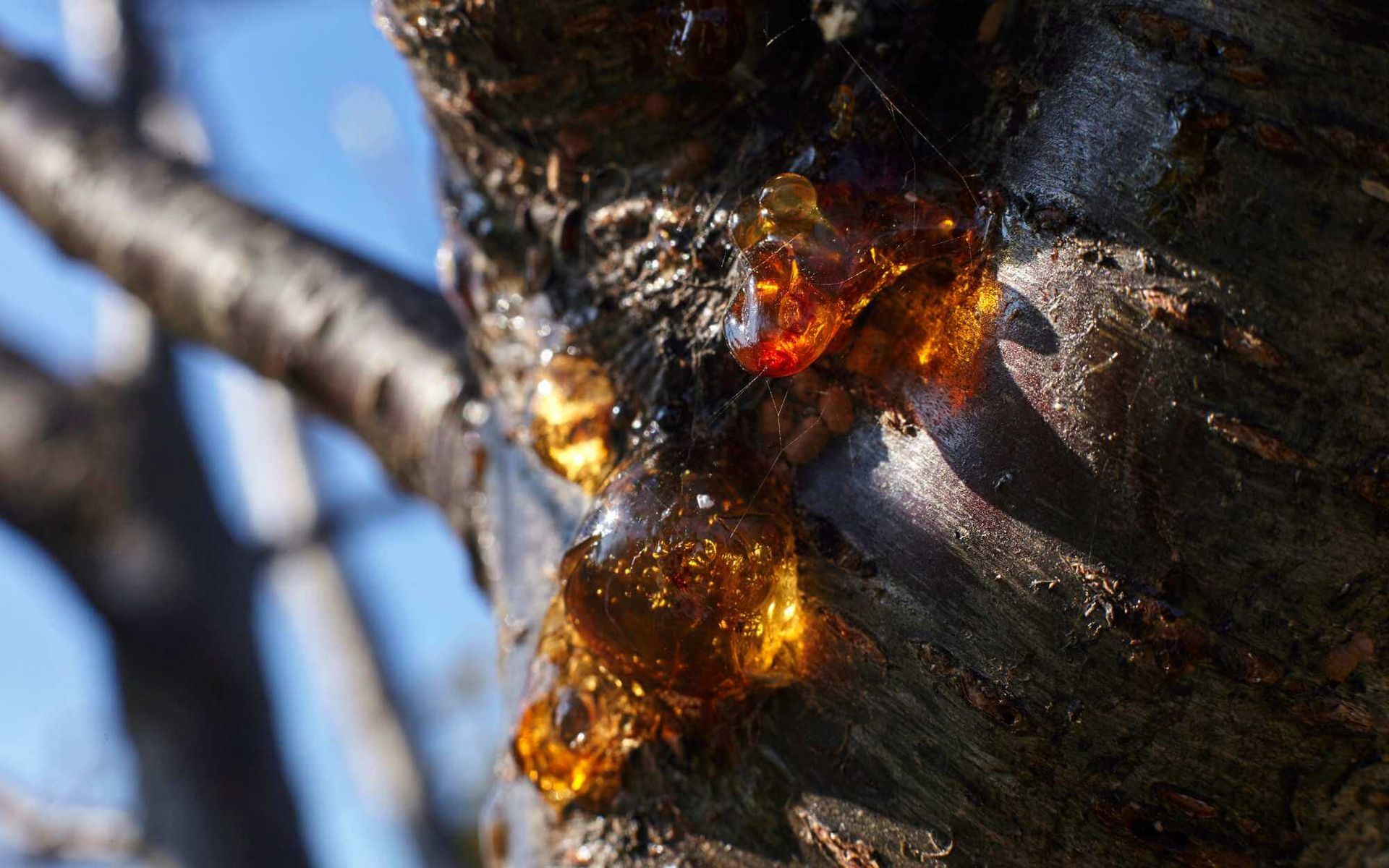 A Field Guide to Identifying Common Tree Diseases